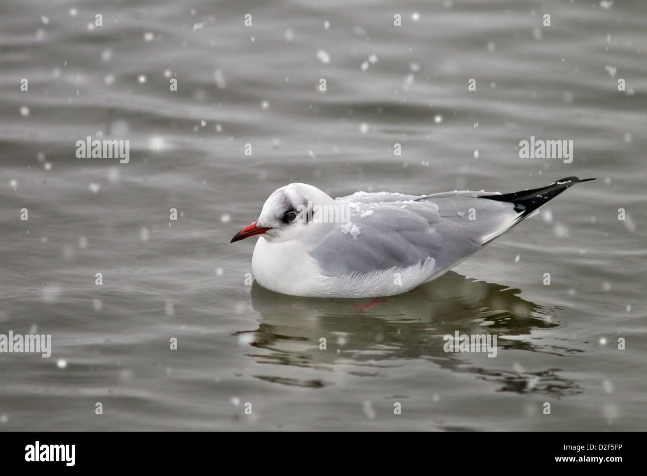 Falling snow flakes winter hi-res stock photography and images - Alamy