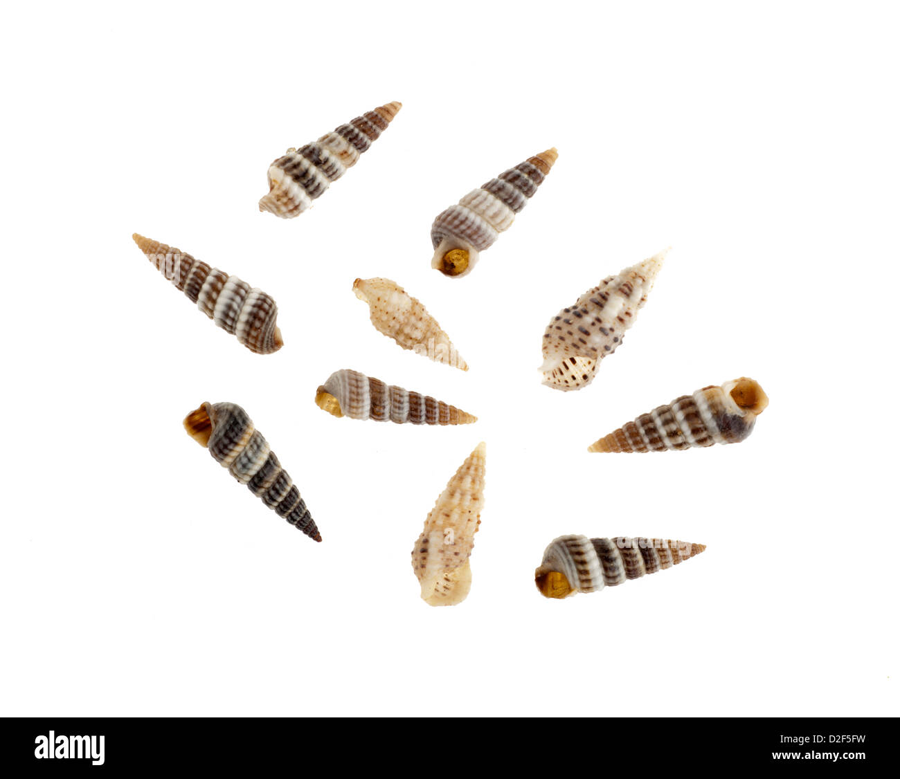 Pile of Baby Cerith shells Stock Photo - Alamy