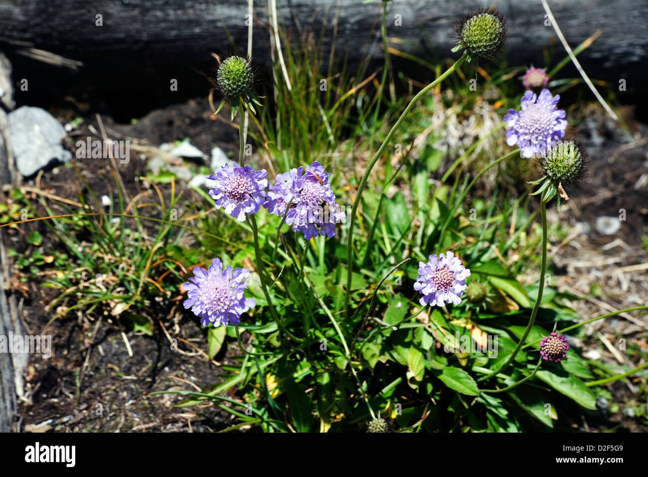 Devil's-bit Scabious growing by the Panoramaweg above Davos Graubunden ...