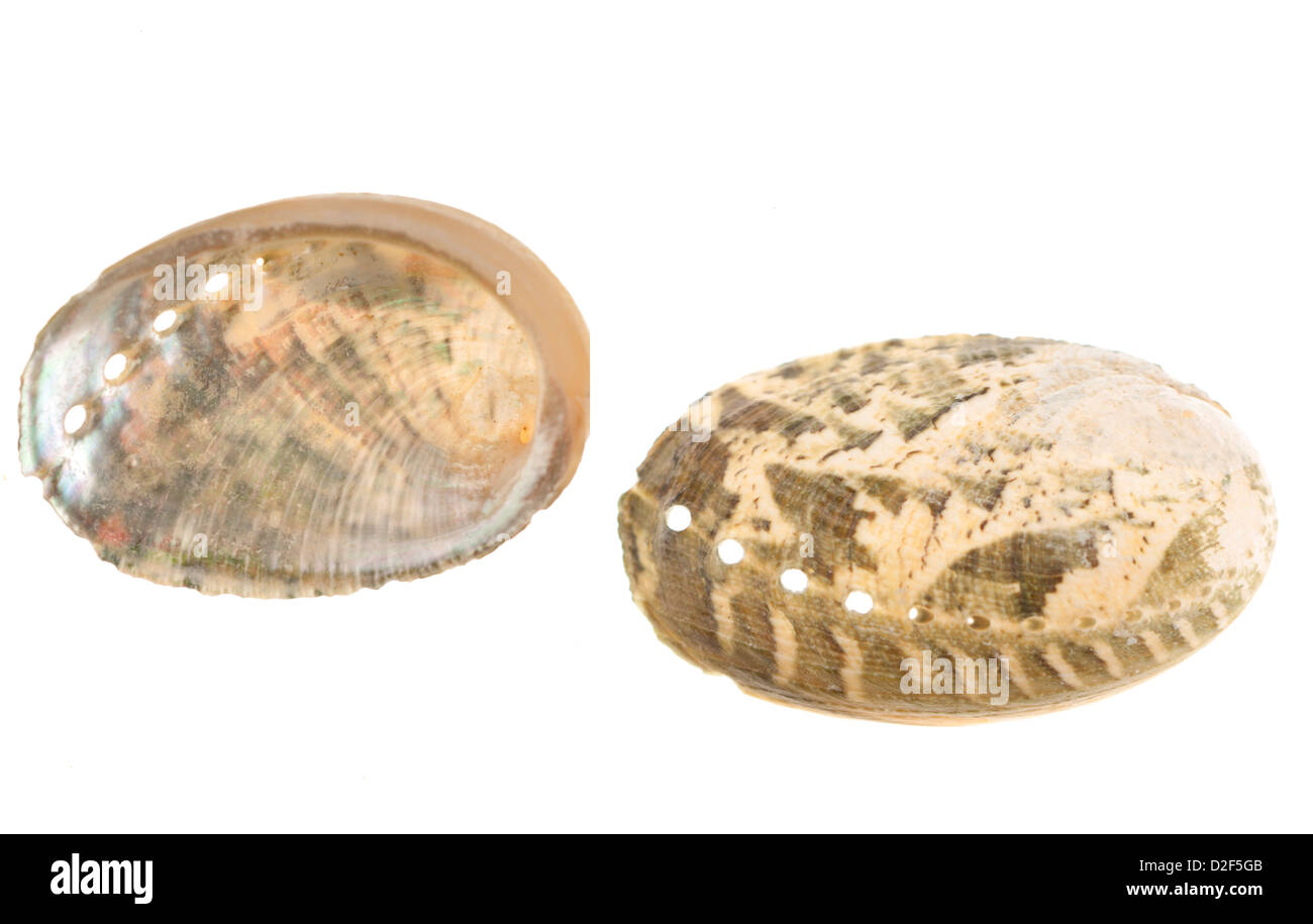 Close up abalone shell hi-res stock photography and images - Alamy