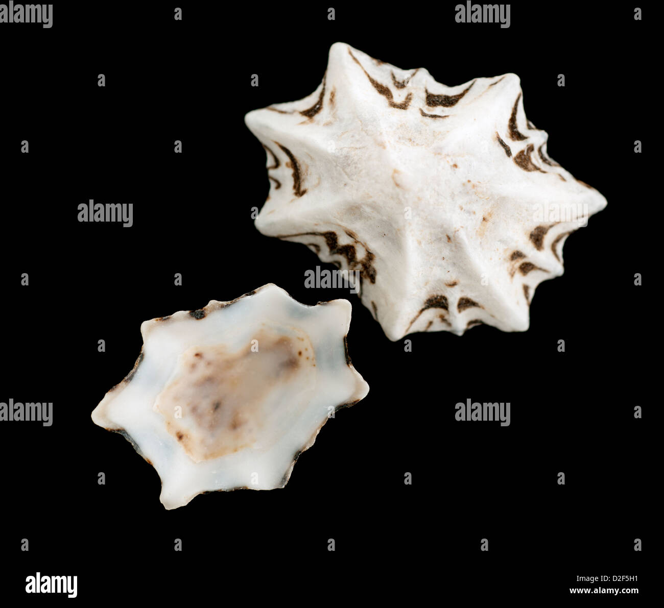 Star Limpet shells Stock Photo - Alamy