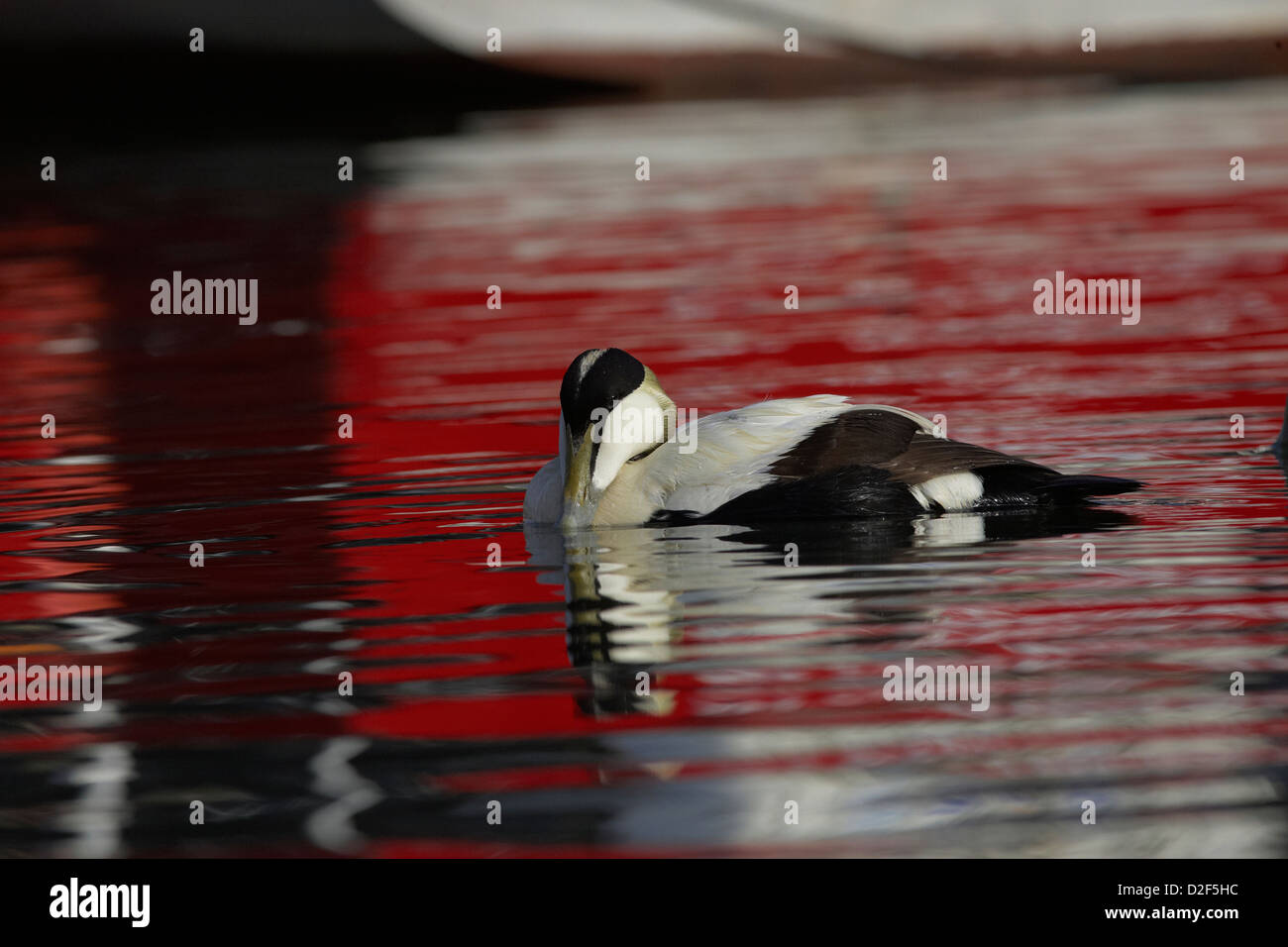 Common eider drake reflection hi-res stock photography and images - Alamy