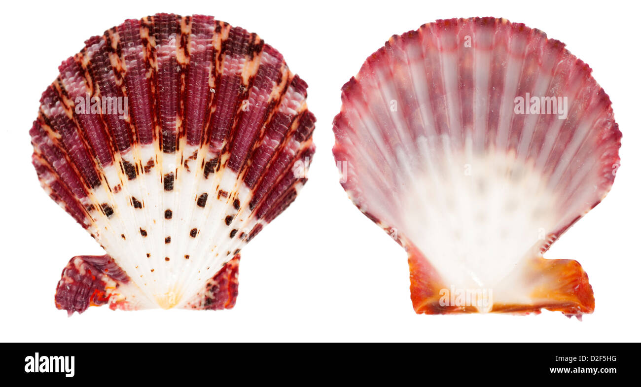 Scallop Shells Cut Out High Resolution Stock Photography and Images - Alamy