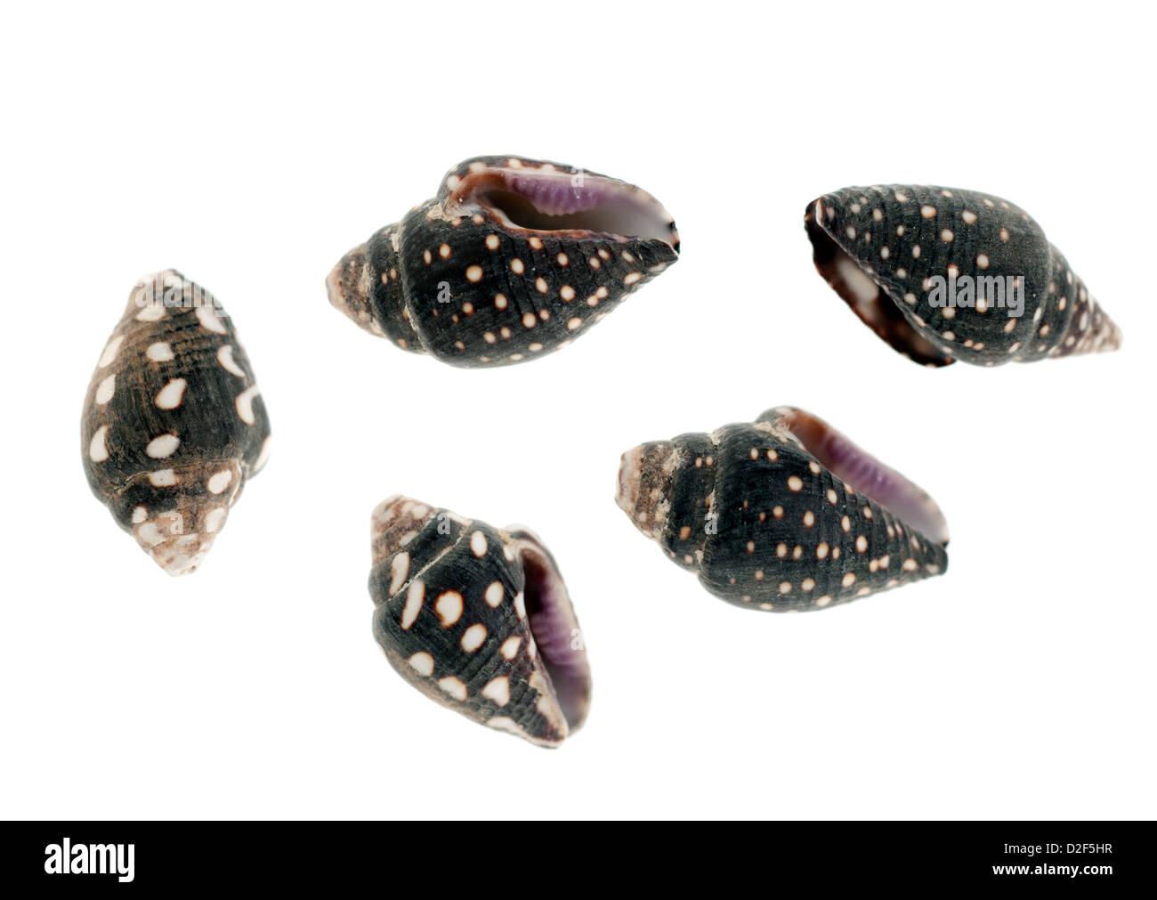 Black and white dove shells: Pictocolumbella ocellata lightning dove ...