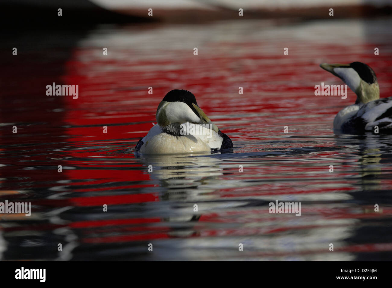 Common eider drake reflection hi-res stock photography and images - Alamy
