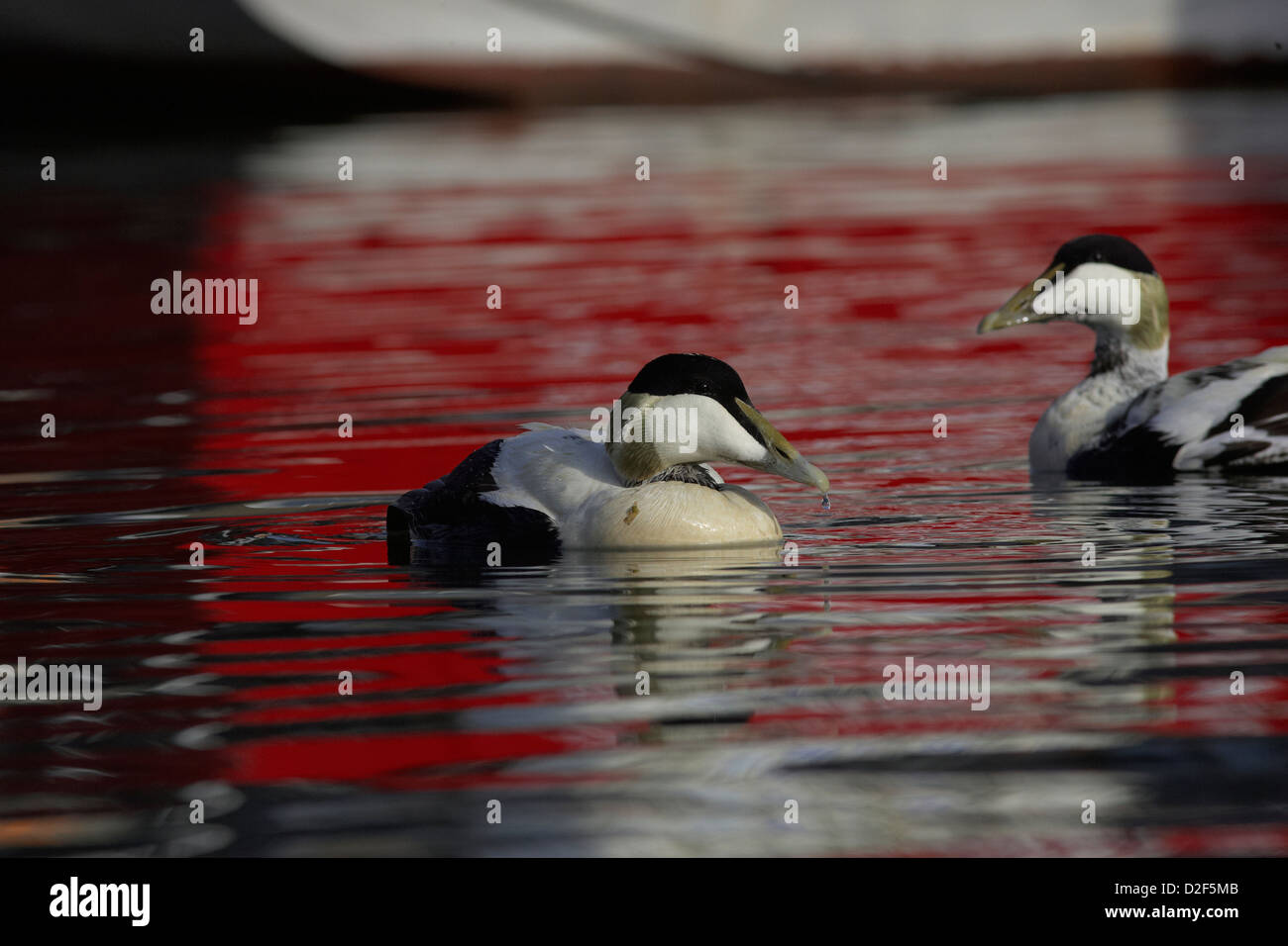 Eider seahouses hi-res stock photography and images - Alamy
