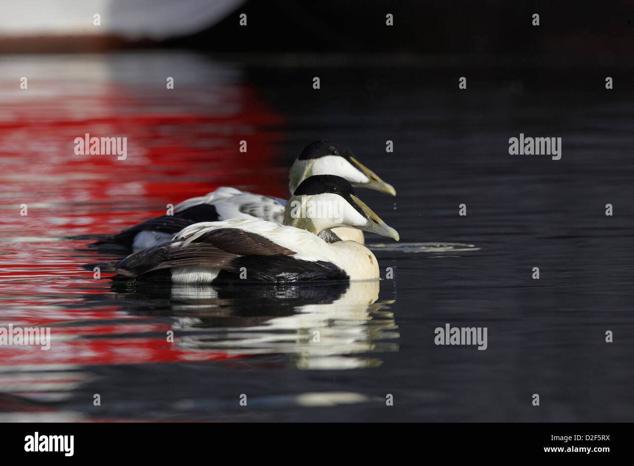 Common Eider on water Stock Photo - Alamy
