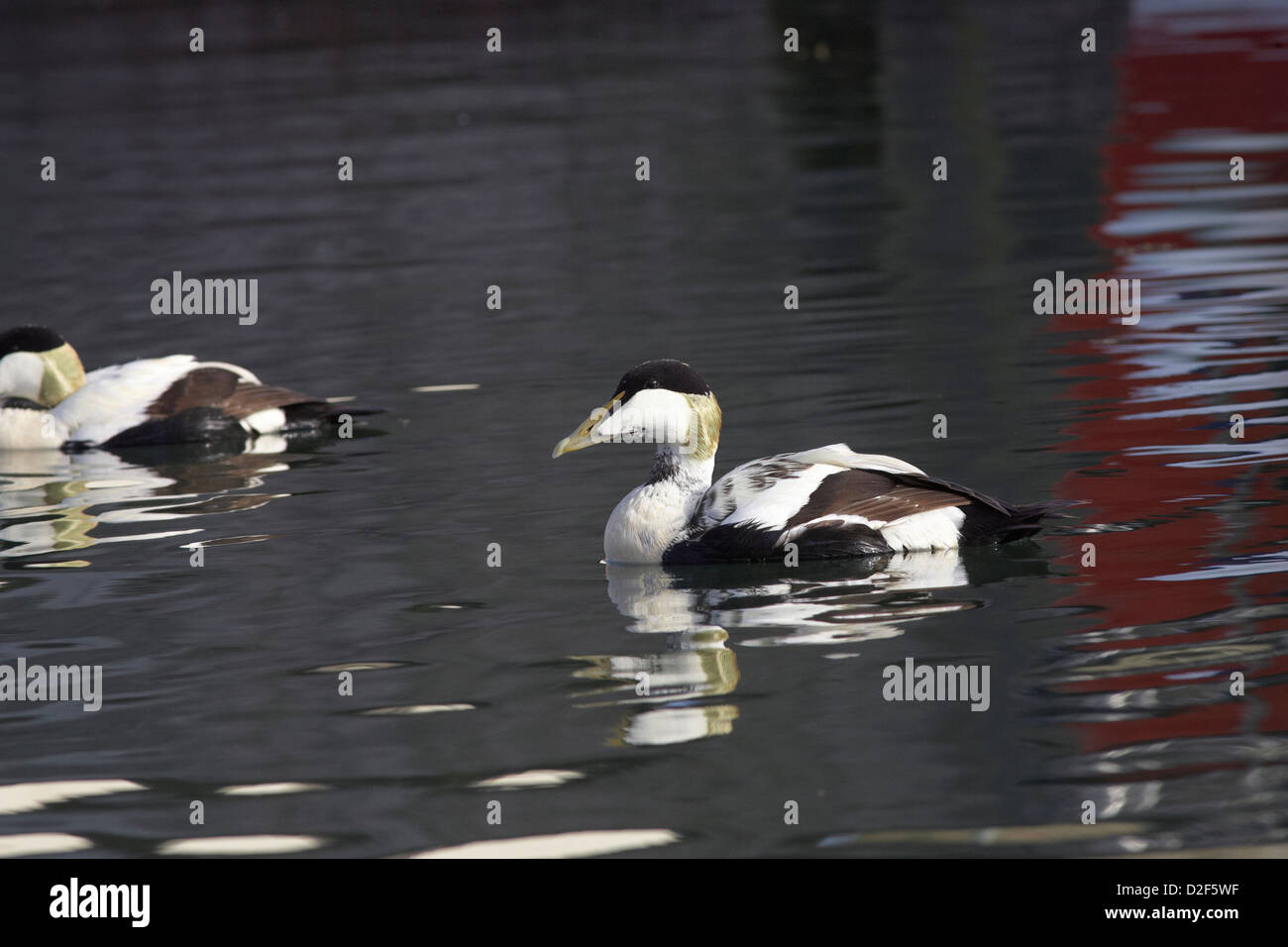Common eider drake reflection hi-res stock photography and images - Alamy