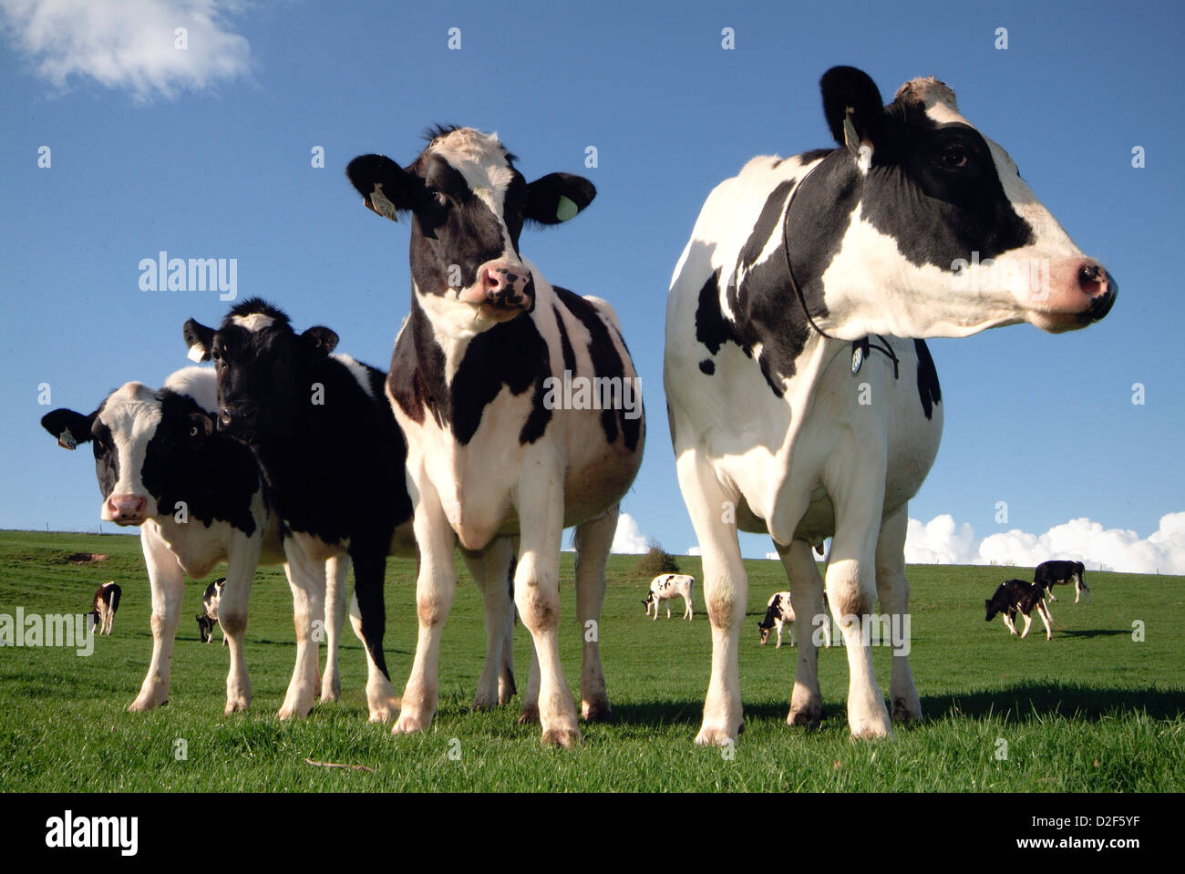 cows in field Stock Photo - Alamy