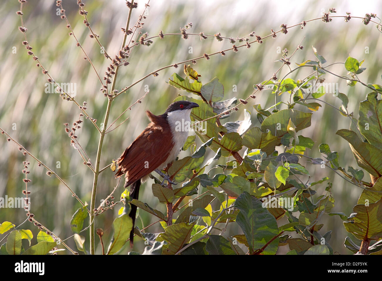 Senegal coucal centropus senegalensis hi-res stock photography and ...