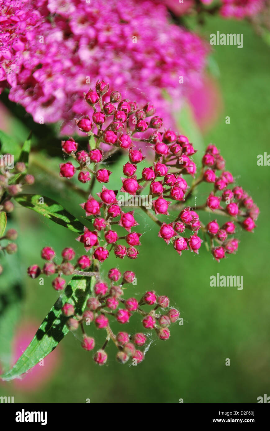 Little pink spring flowers on green background Stock Photo - Alamy