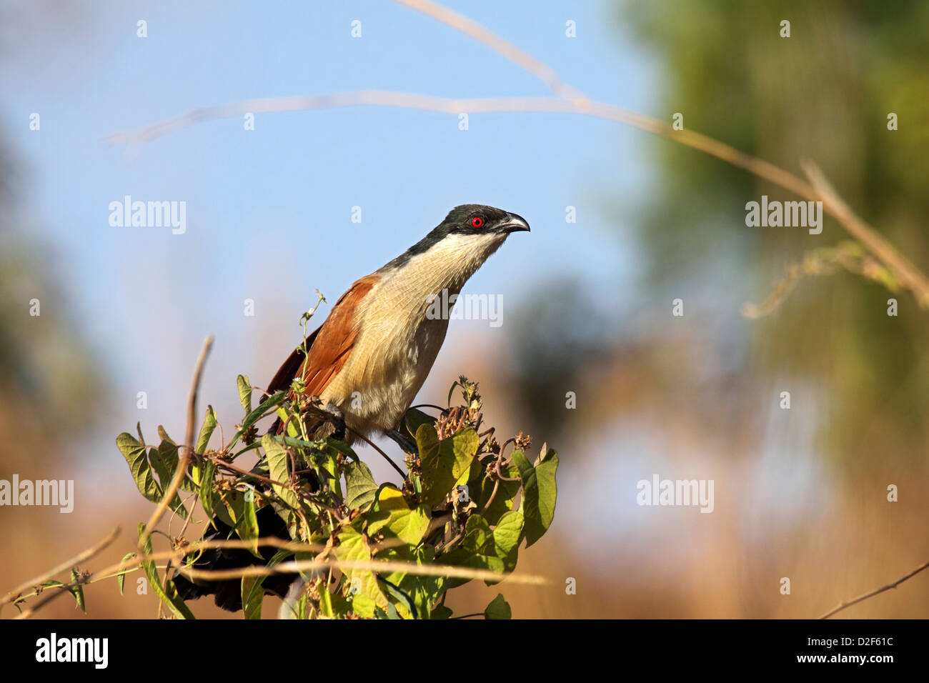 Senegal coucal centropus senegalensis hi-res stock photography and ...