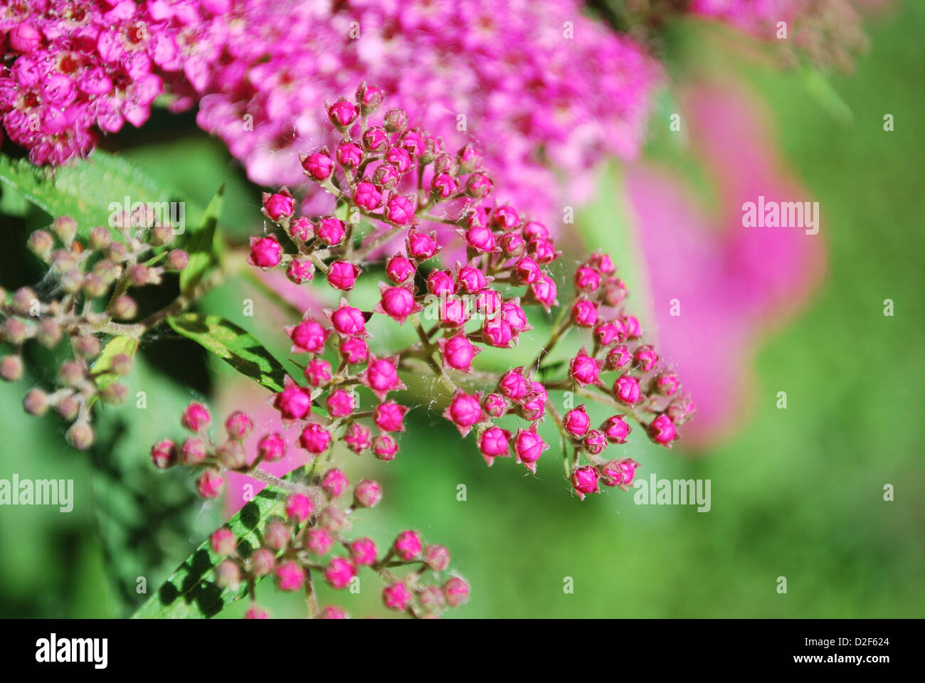 Little pink spring flowers on green background Stock Photo - Alamy