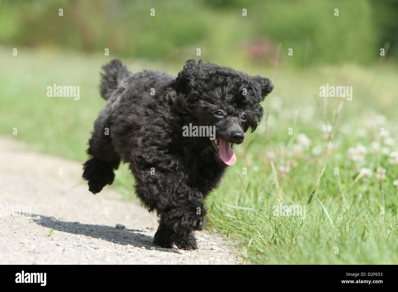 Dog Poodle / Pudel / Caniche , Miniature / Dwarf / Nain puppy (black ...