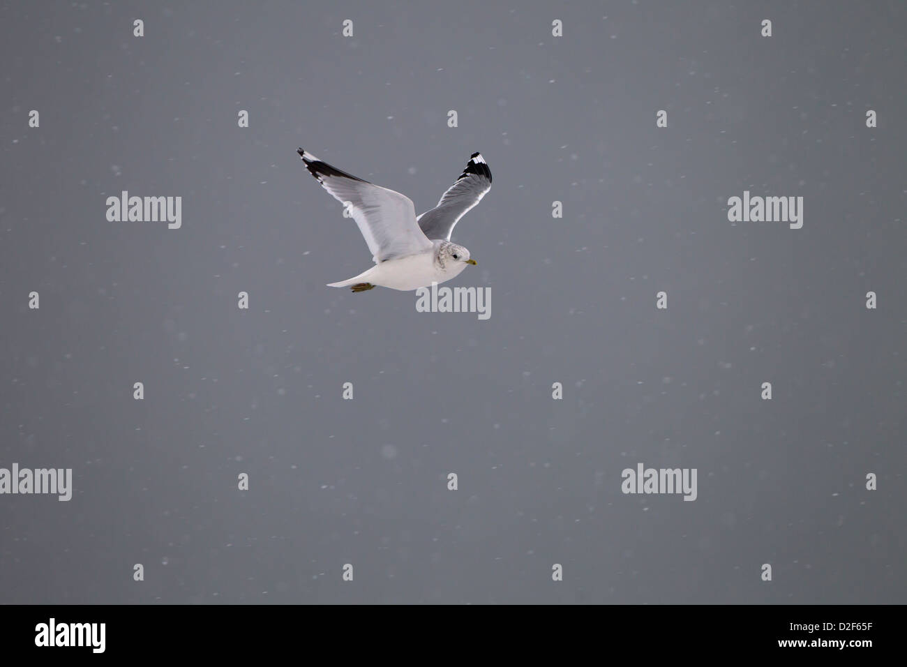 Common Gull Larus canus flying through snow storm Stock Photo - Alamy