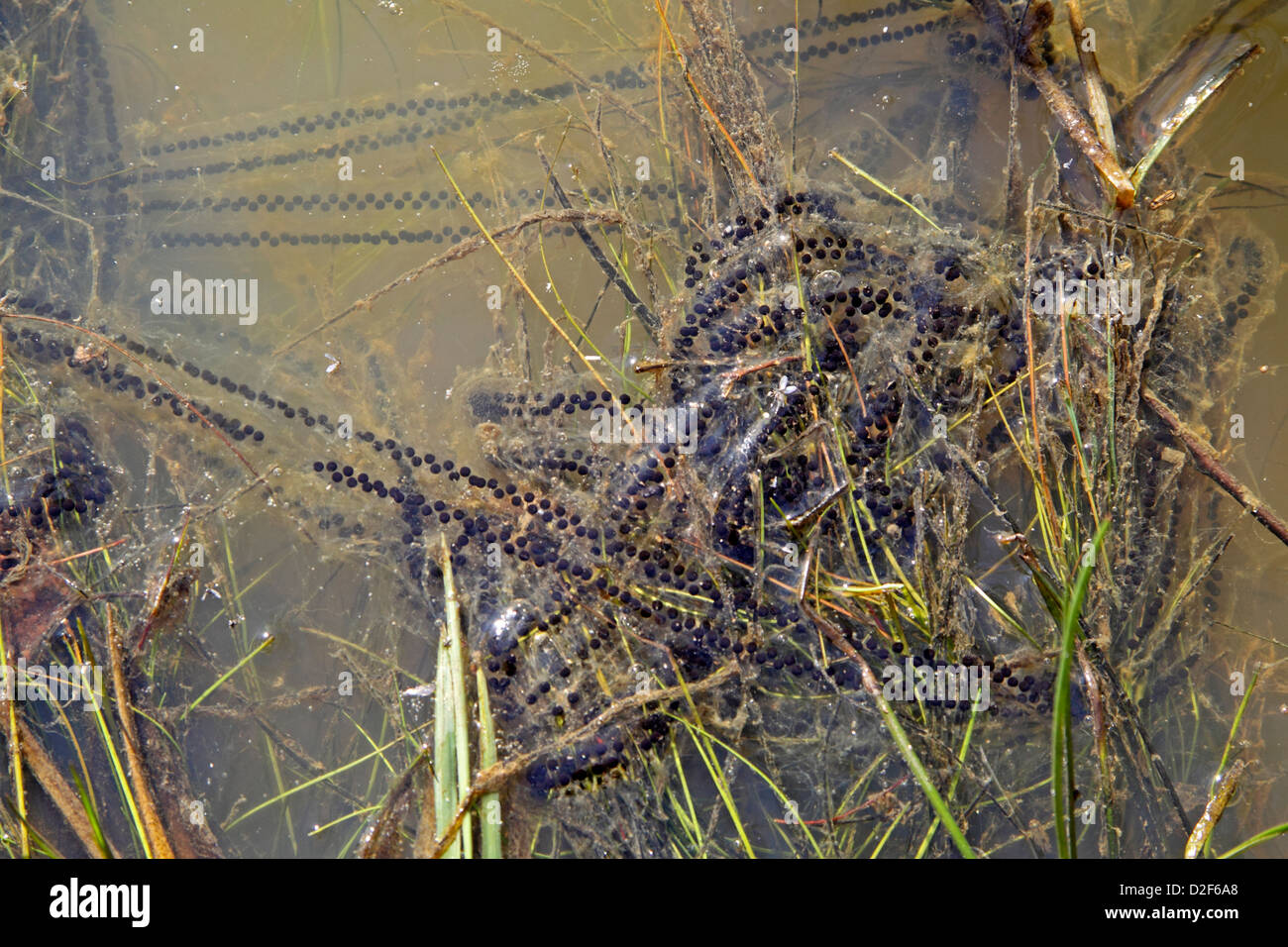 Toad spawn uk hi-res stock photography and images - Alamy