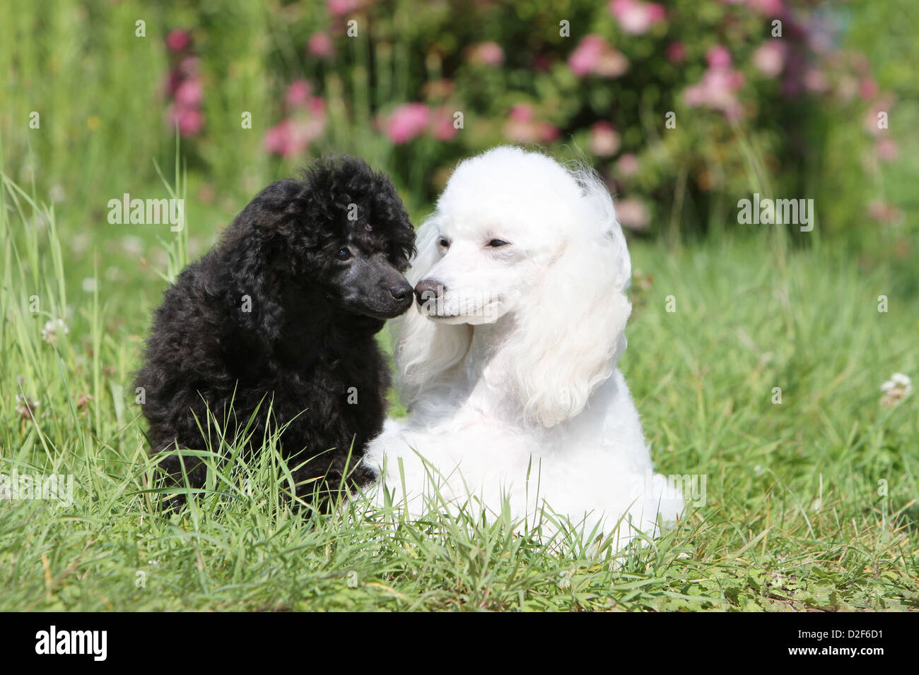 Black And White Miniature Poodle