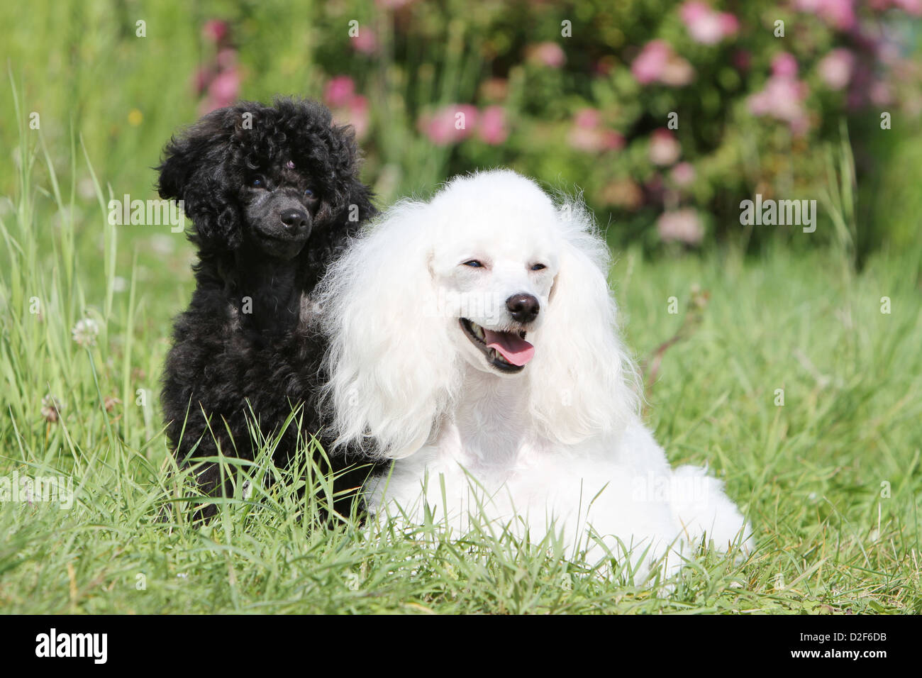 Black and white miniature poodle dog hi-res stock photography and ...