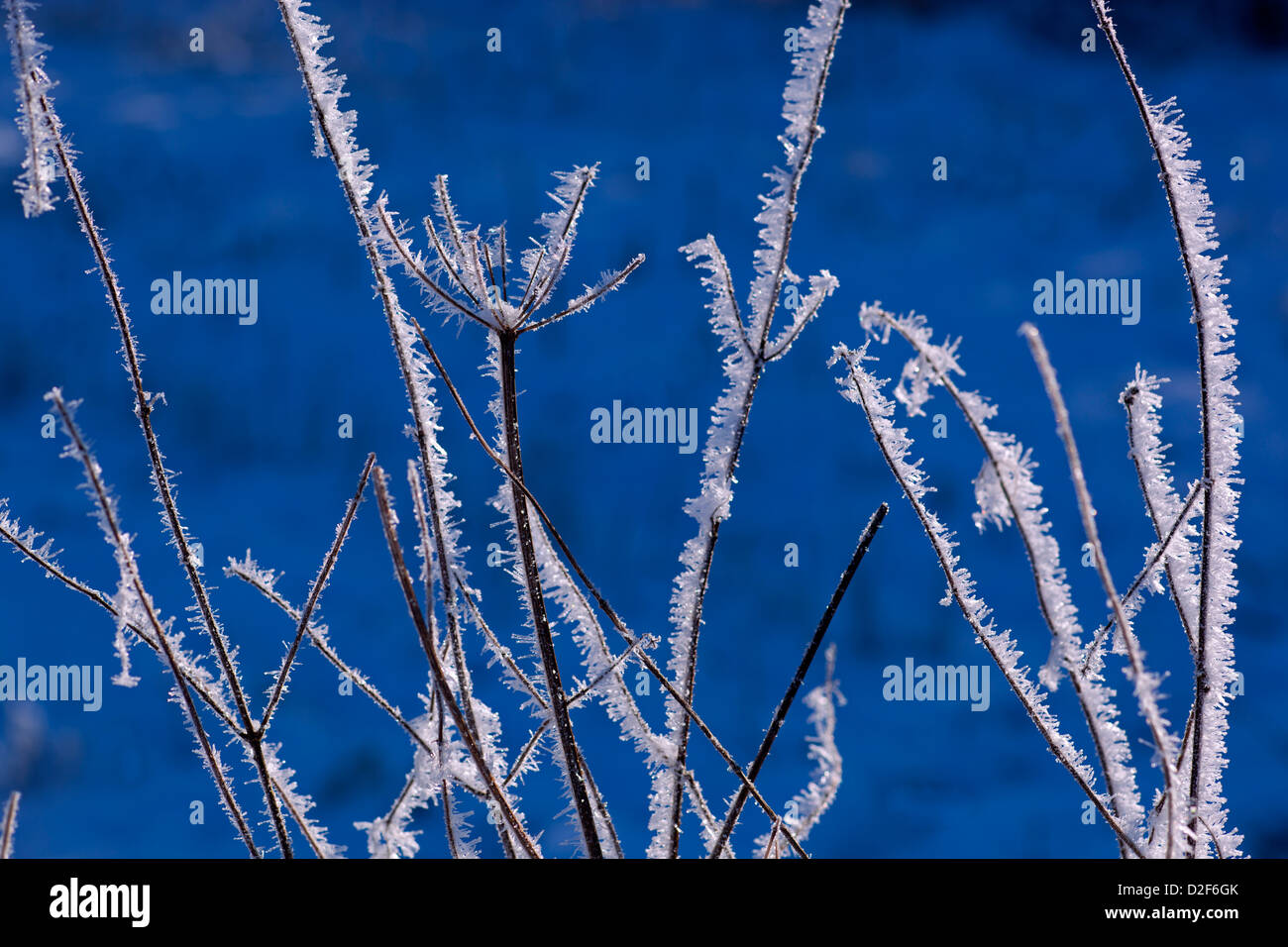 Countryside freezing flora hi-res stock photography and images - Alamy