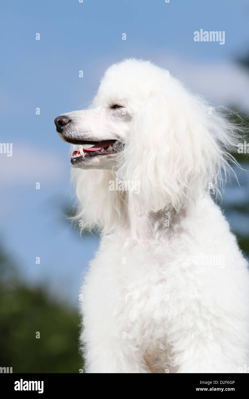 Nain blanc hi-res stock photography and images - Alamy