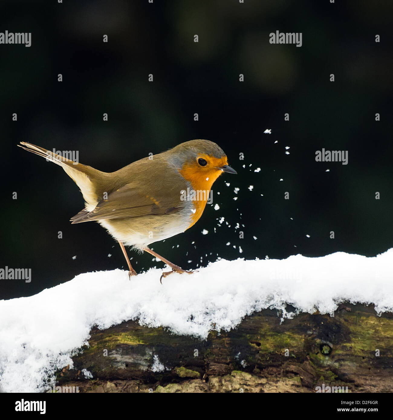 Robin in the Snow Stock Photo - Alamy