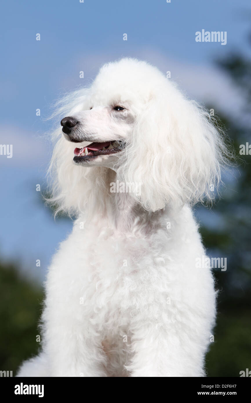 Dog Poodle / Pudel / Caniche , Miniature / Dwarf / Nain adult (white ...