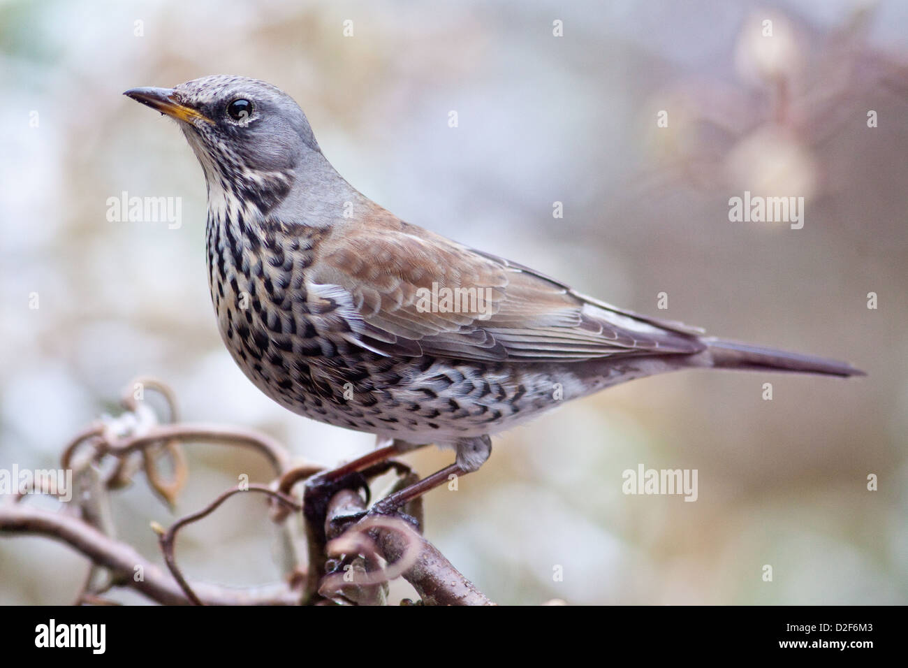 Fieldfare england hi-res stock photography and images - Alamy