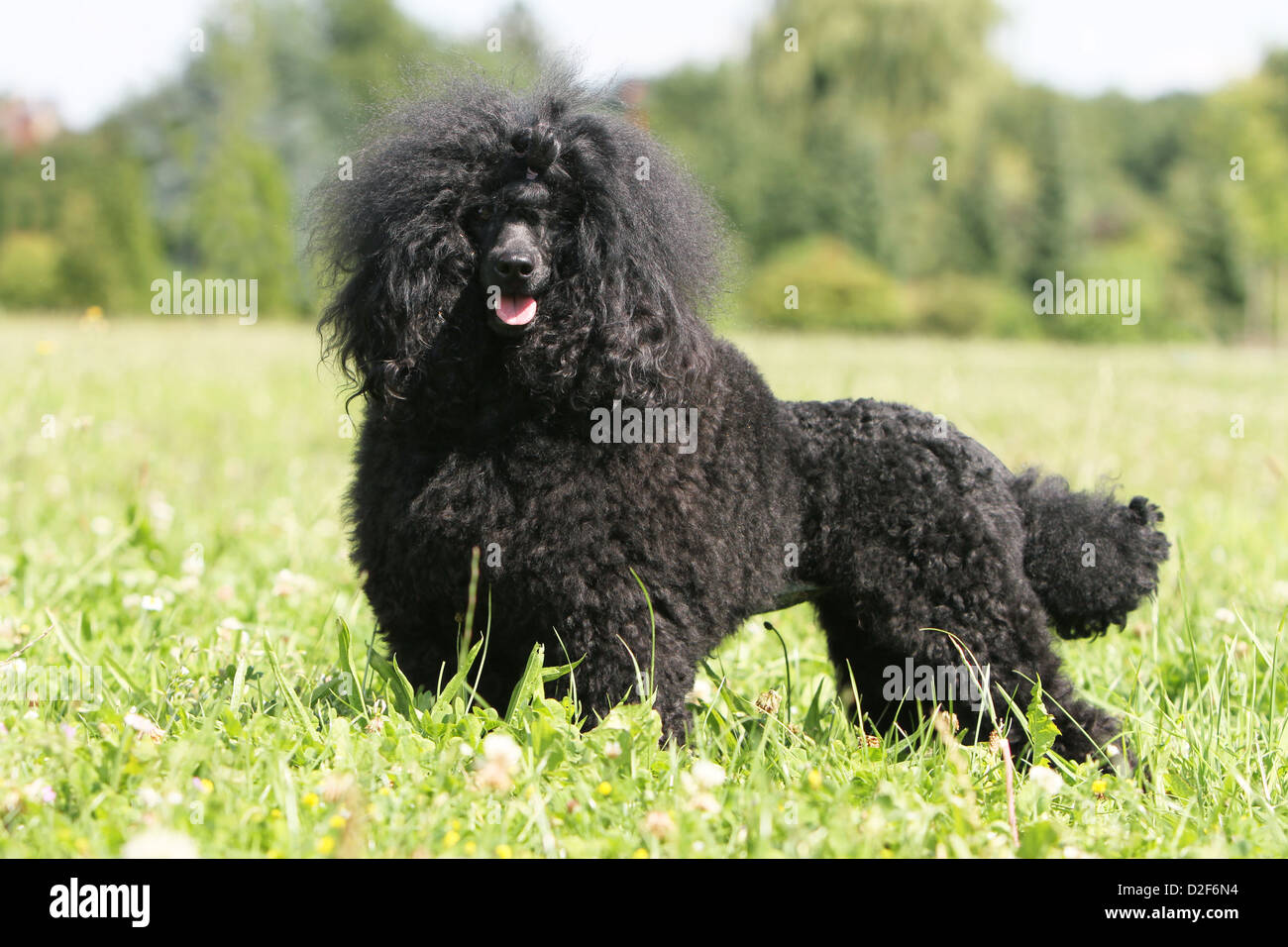 Miniature poodle standing hi-res stock photography and images - Alamy