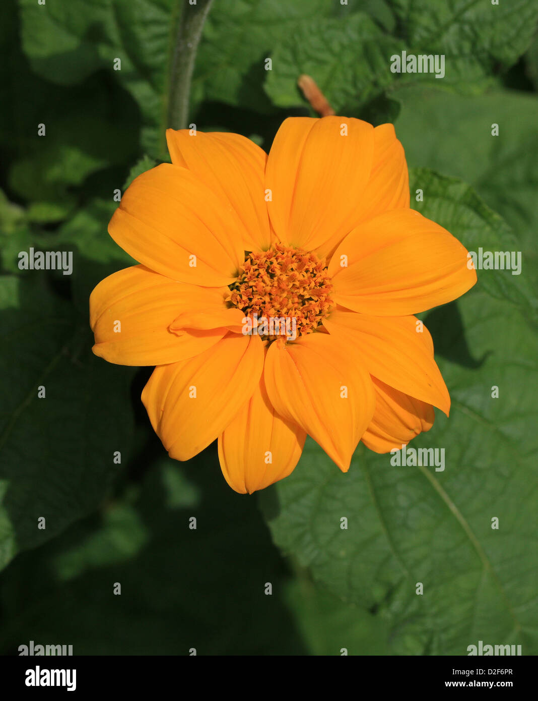 Mexican Sunflower, Clavel De Muerto, Mexican-Sunflower, Red-Sunflower ...