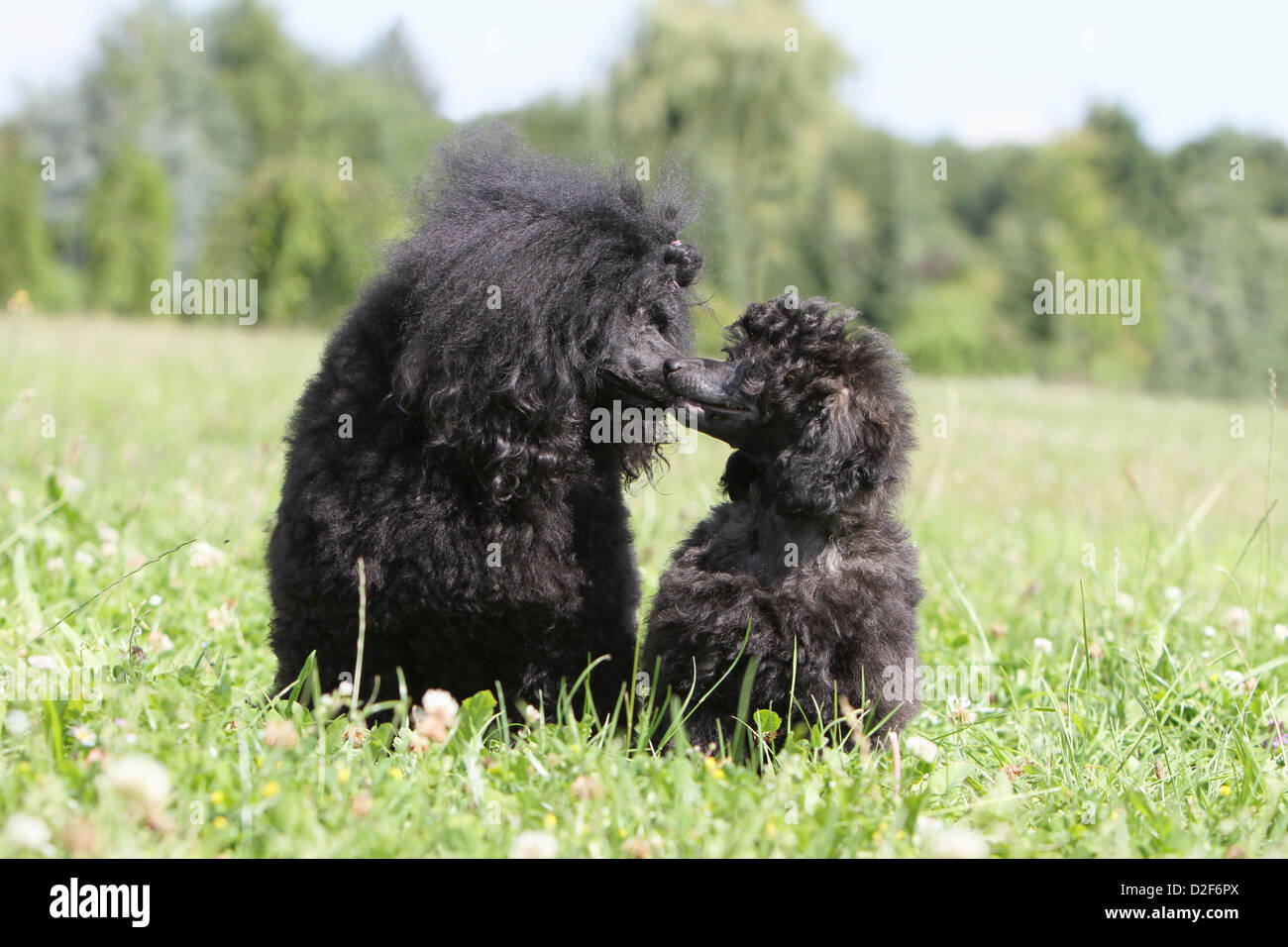 Dog Poodle / Pudel / Caniche , Miniature / Dwarf / Nain adult and puppy ...