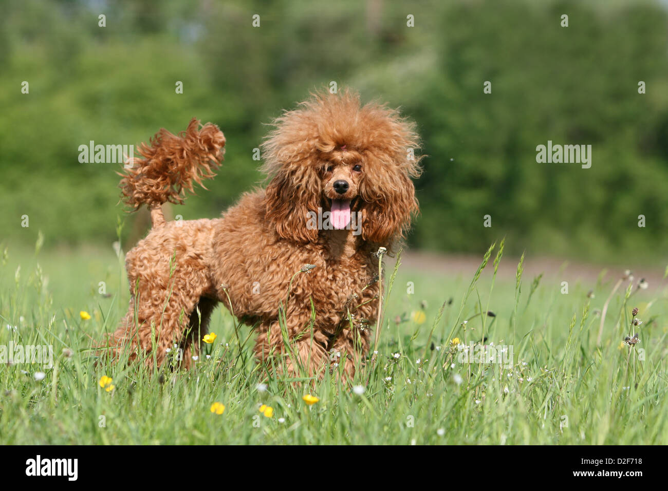 Red Toy Poodle Adult