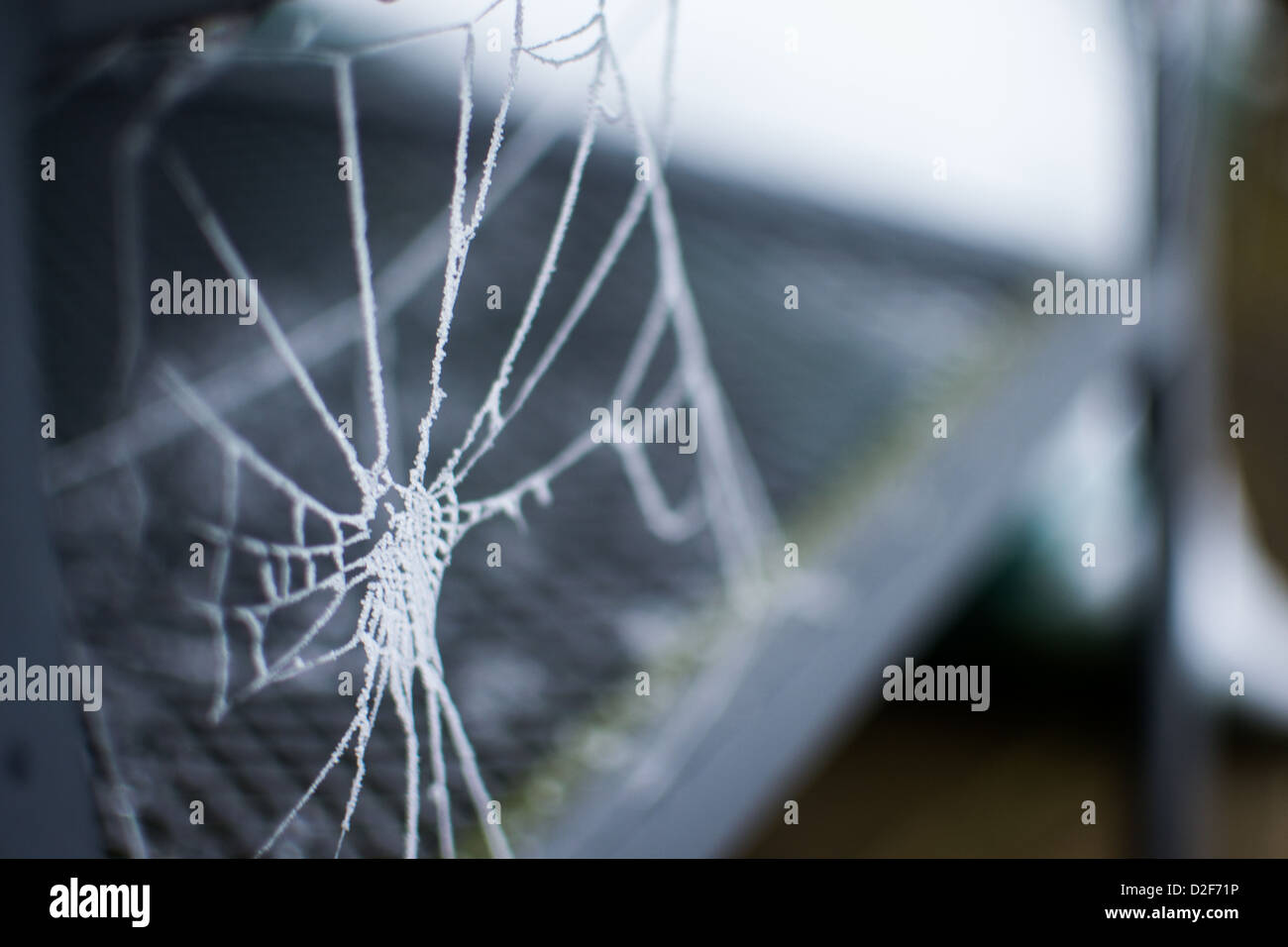 snowy spider web Stock Photo - Alamy