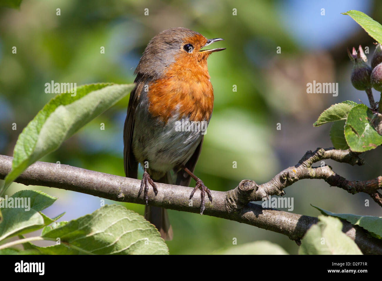 Robin spring hi-res stock photography and images - Alamy