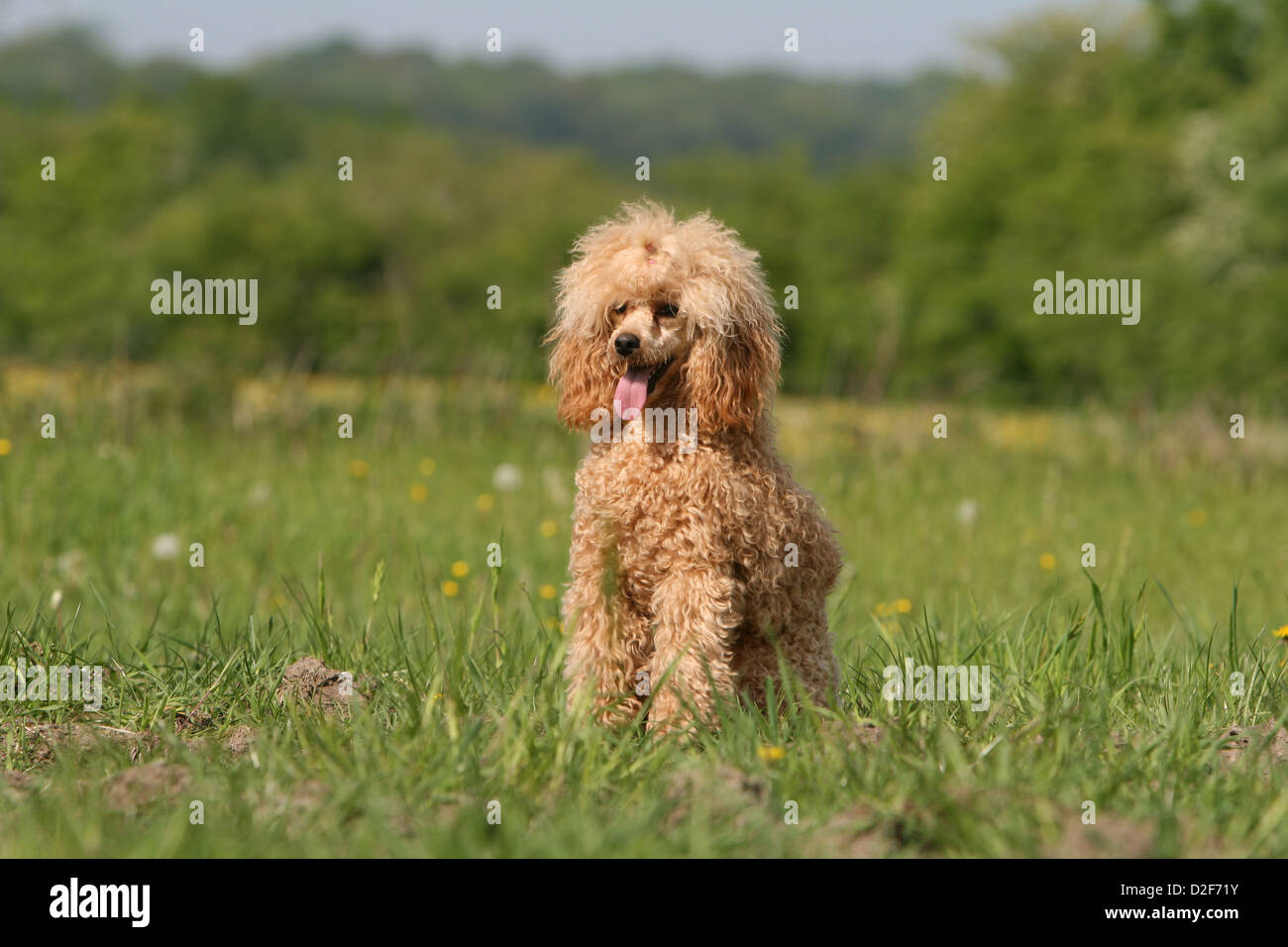 Adult Miniature Poodle