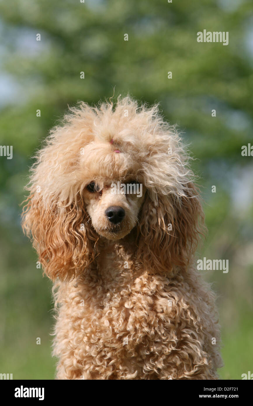 Adult Miniature Poodle