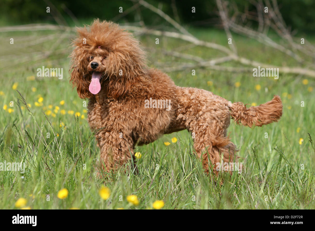 Dog Poodle / Pudel / Caniche , Miniature / Dwarf / Nain adult (fawn red ...