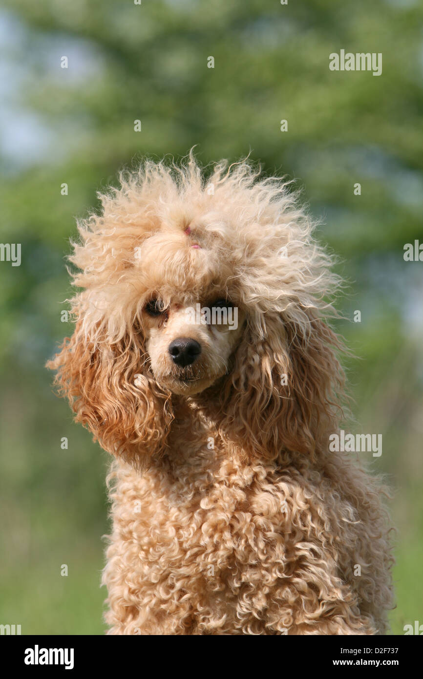 Dog Poodle / Pudel / Caniche , Miniature / Dwarf / Nain adult (apricot ...