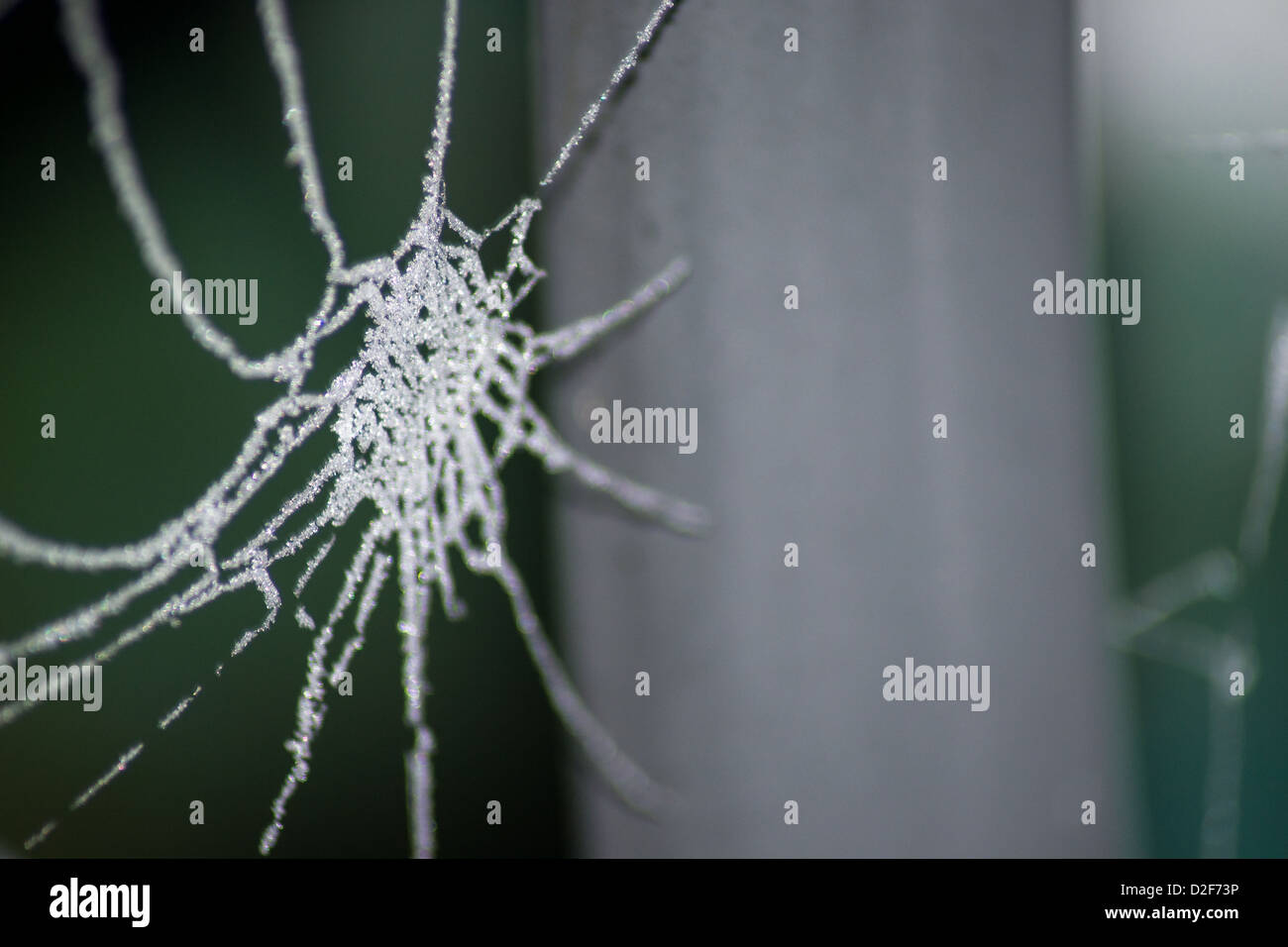 snowy spider web Stock Photo - Alamy
