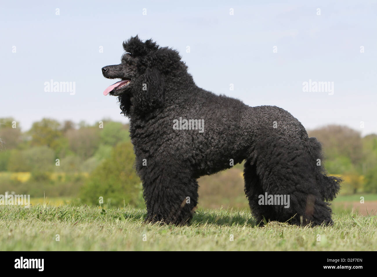 Dog Poodle / Pudel / Caniche standard giant adult (black) standing in a ...