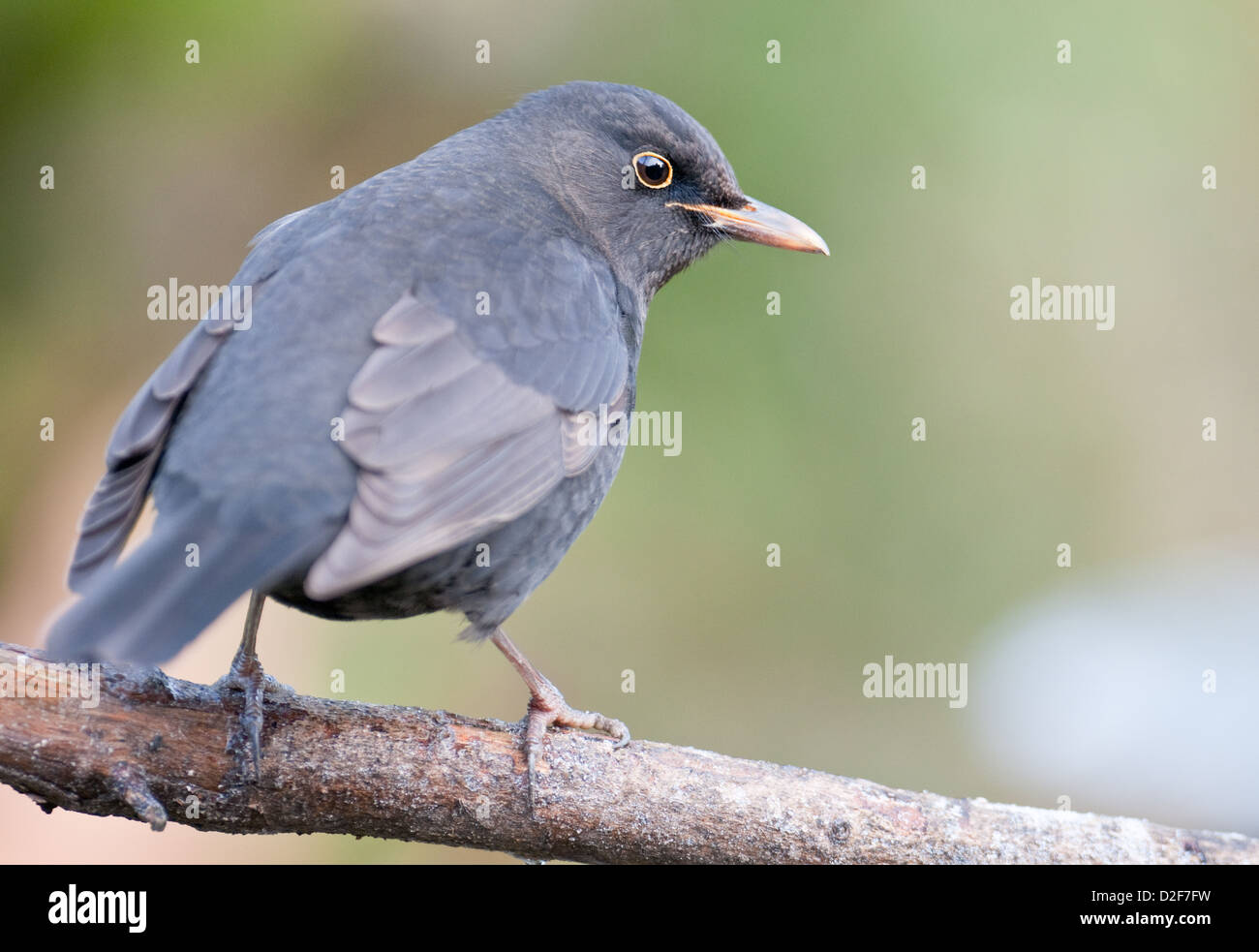 Blackbird on apple tree branch Stock Photo - Alamy