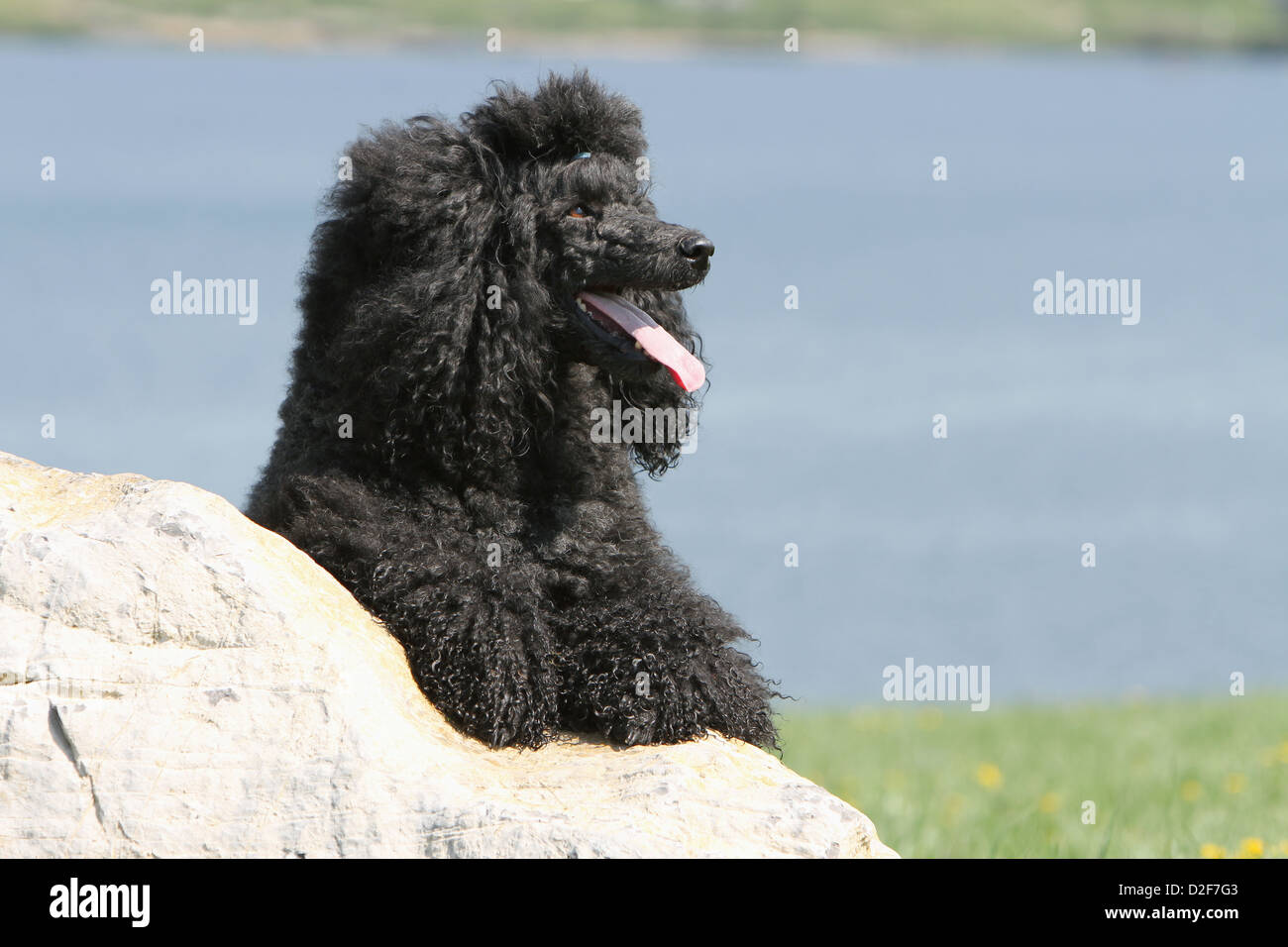 Dog Poodle / Pudel / Caniche standard giant adult (black) lying on a ...
