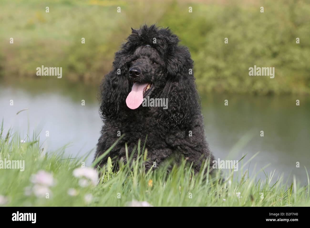 Dog Poodle / Pudel / Caniche standard giant adult (black) sitting on ...