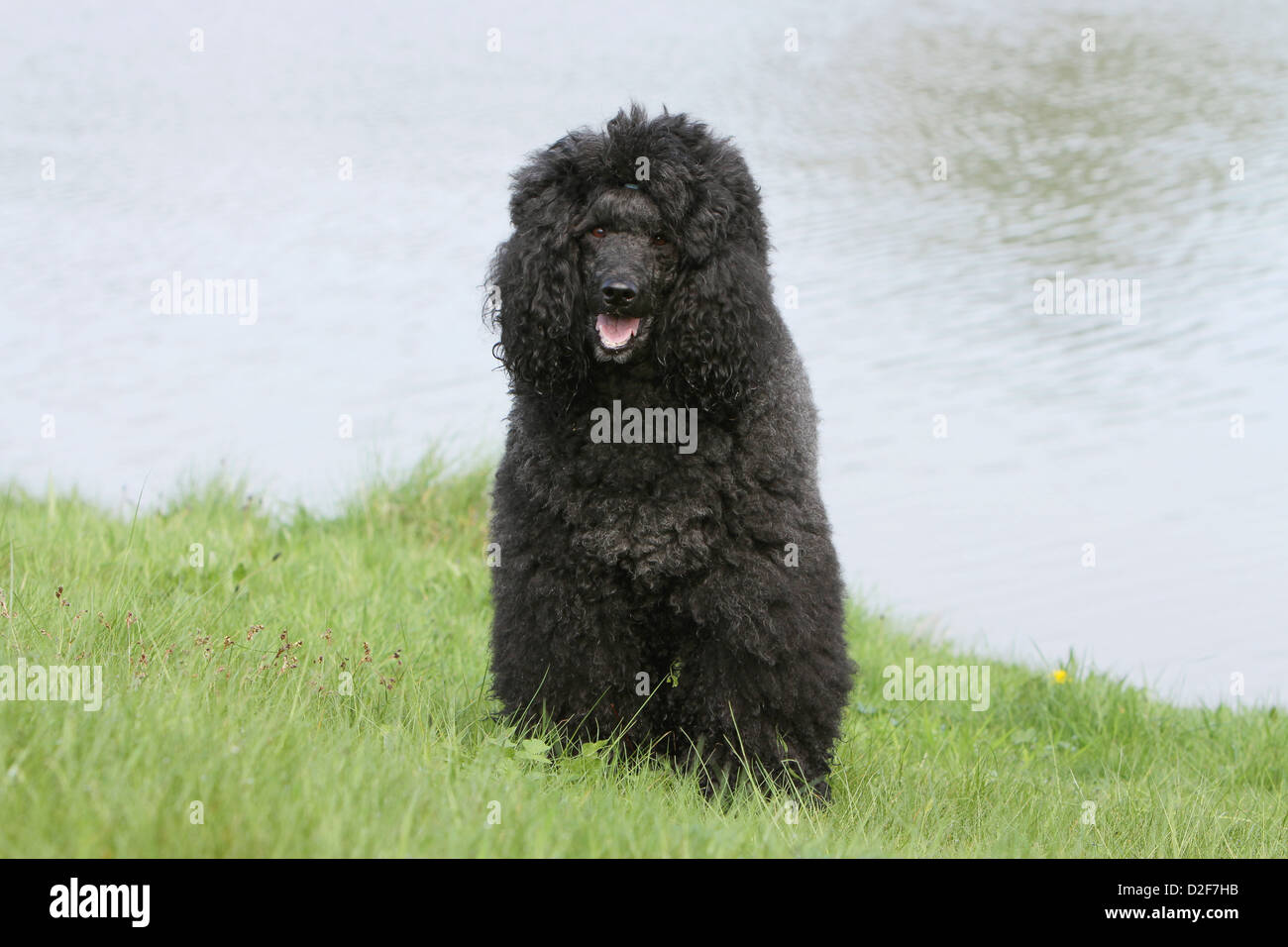 Giant black caniche hi-res stock photography and images - Alamy