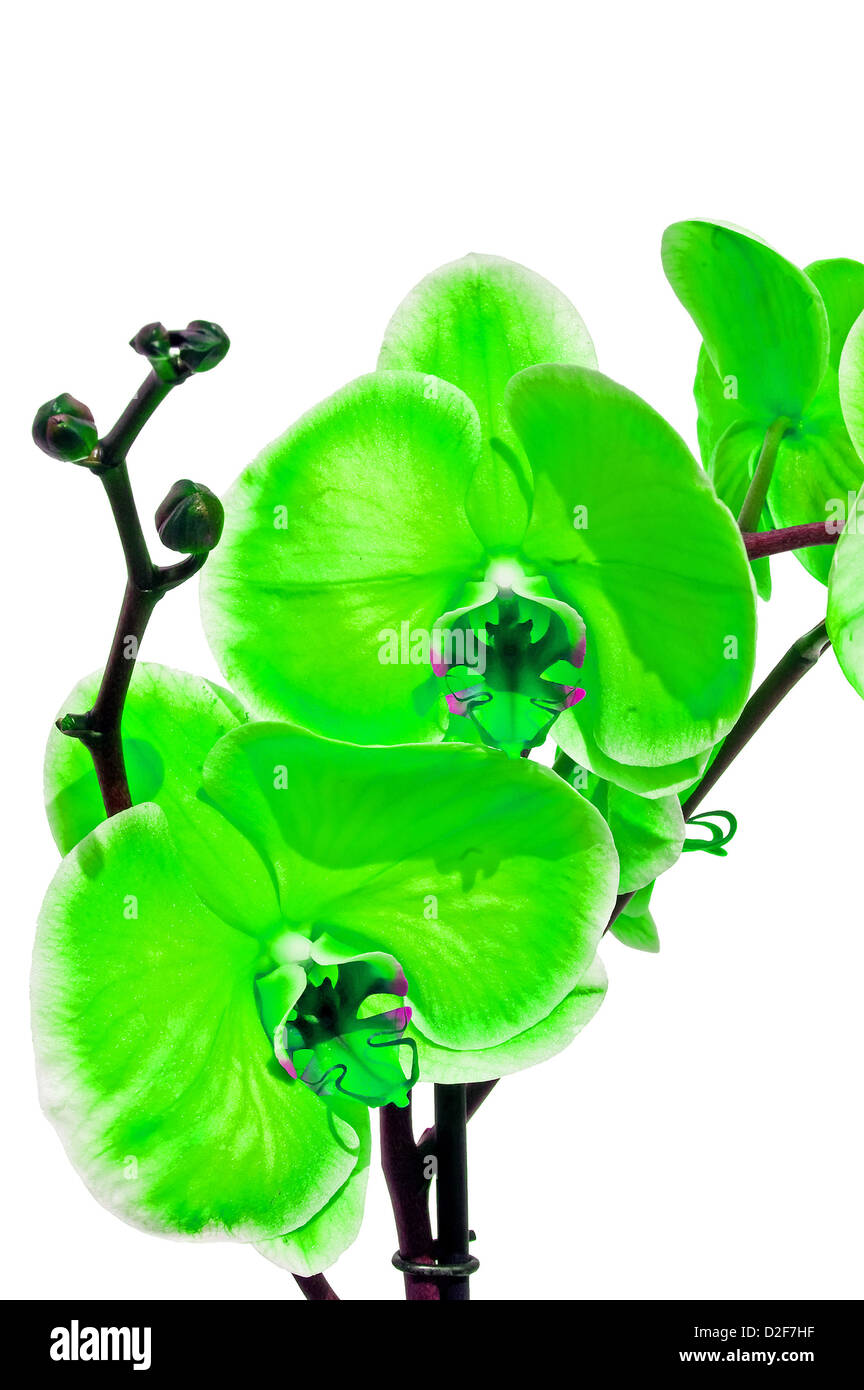 Green orchid isolated on white Stock Photo - Alamy