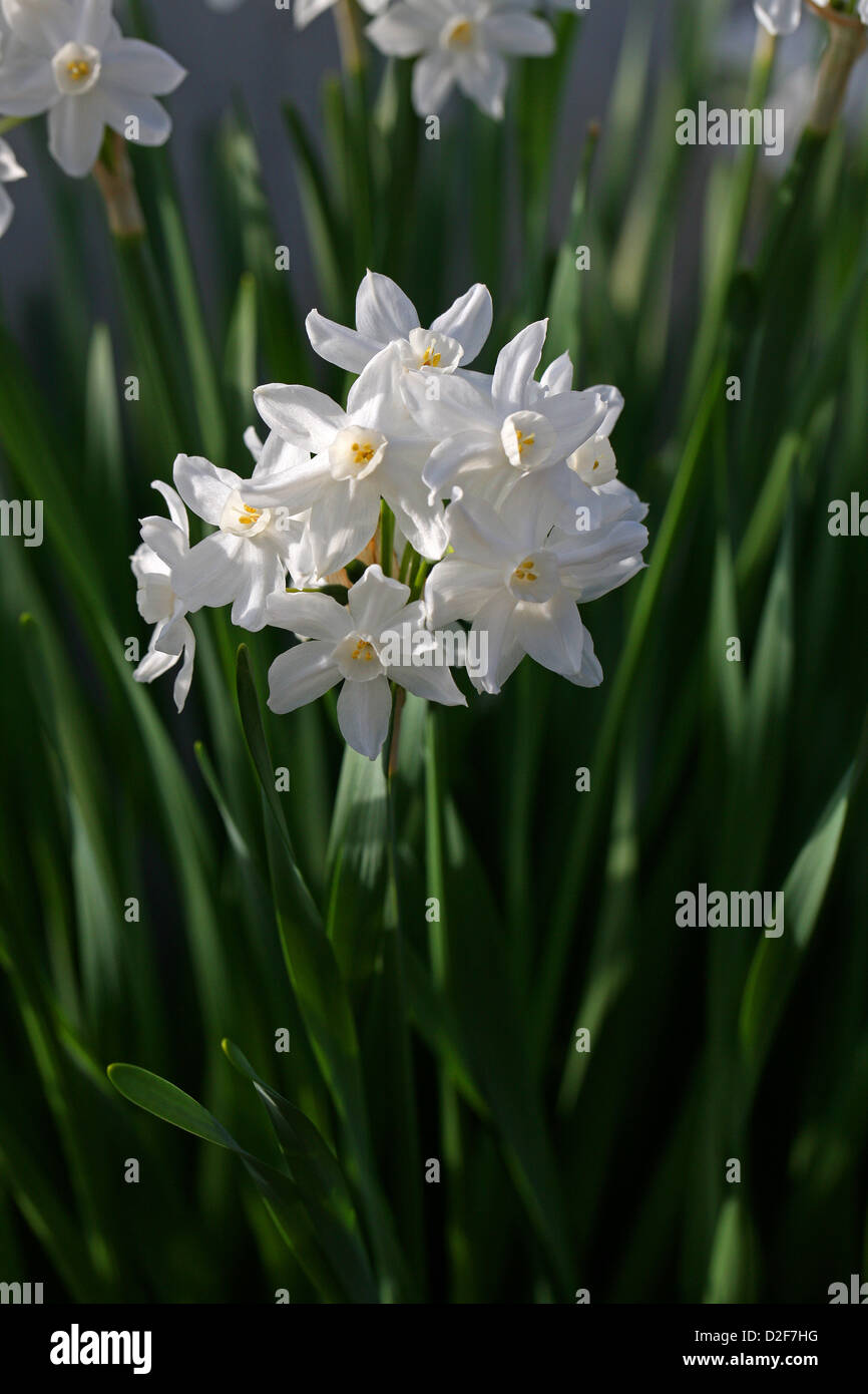 Paper-White Daffodil, Paper-White Narcissus, Paperwhite Narcissus ...