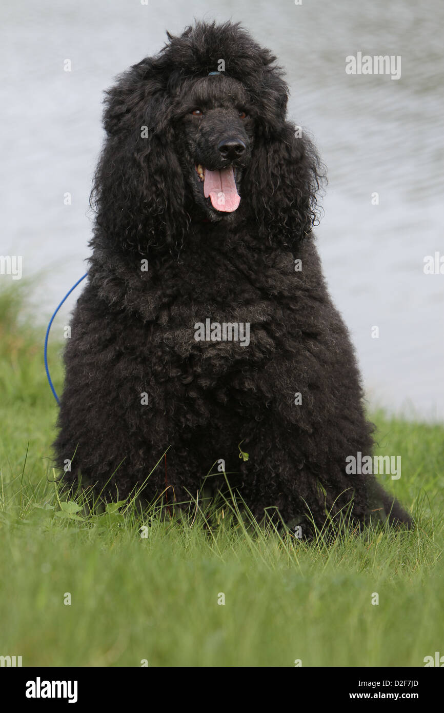 Black giant poodle hi-res stock photography and images - Alamy