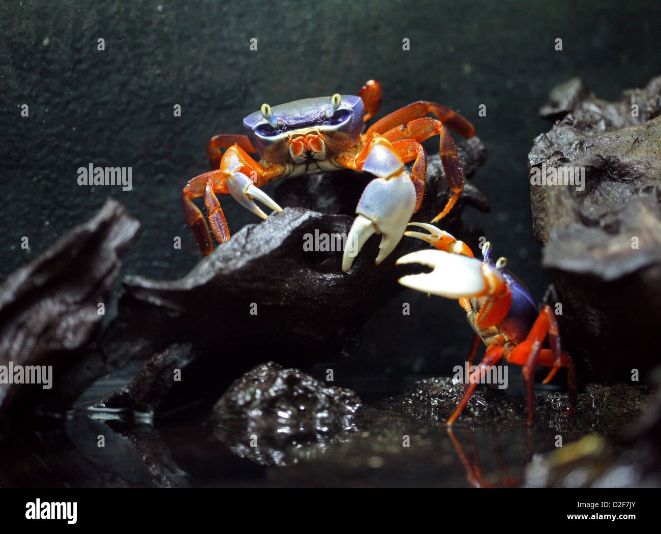 Rainbow Crabs, Potamon anomalus, Potamidae, Crustacea. Nigeria, West ...