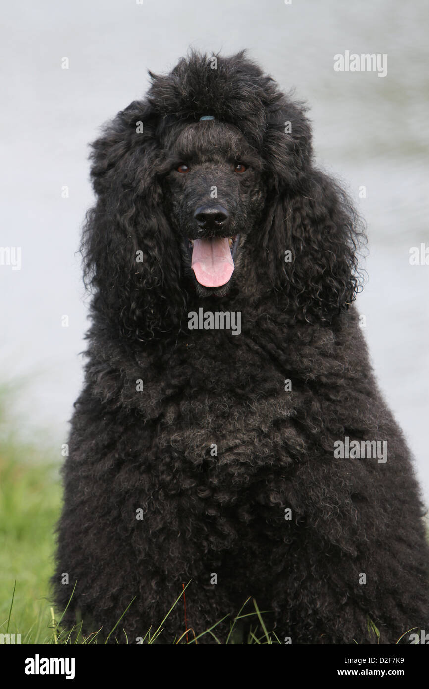 Caniche Standard Adulte