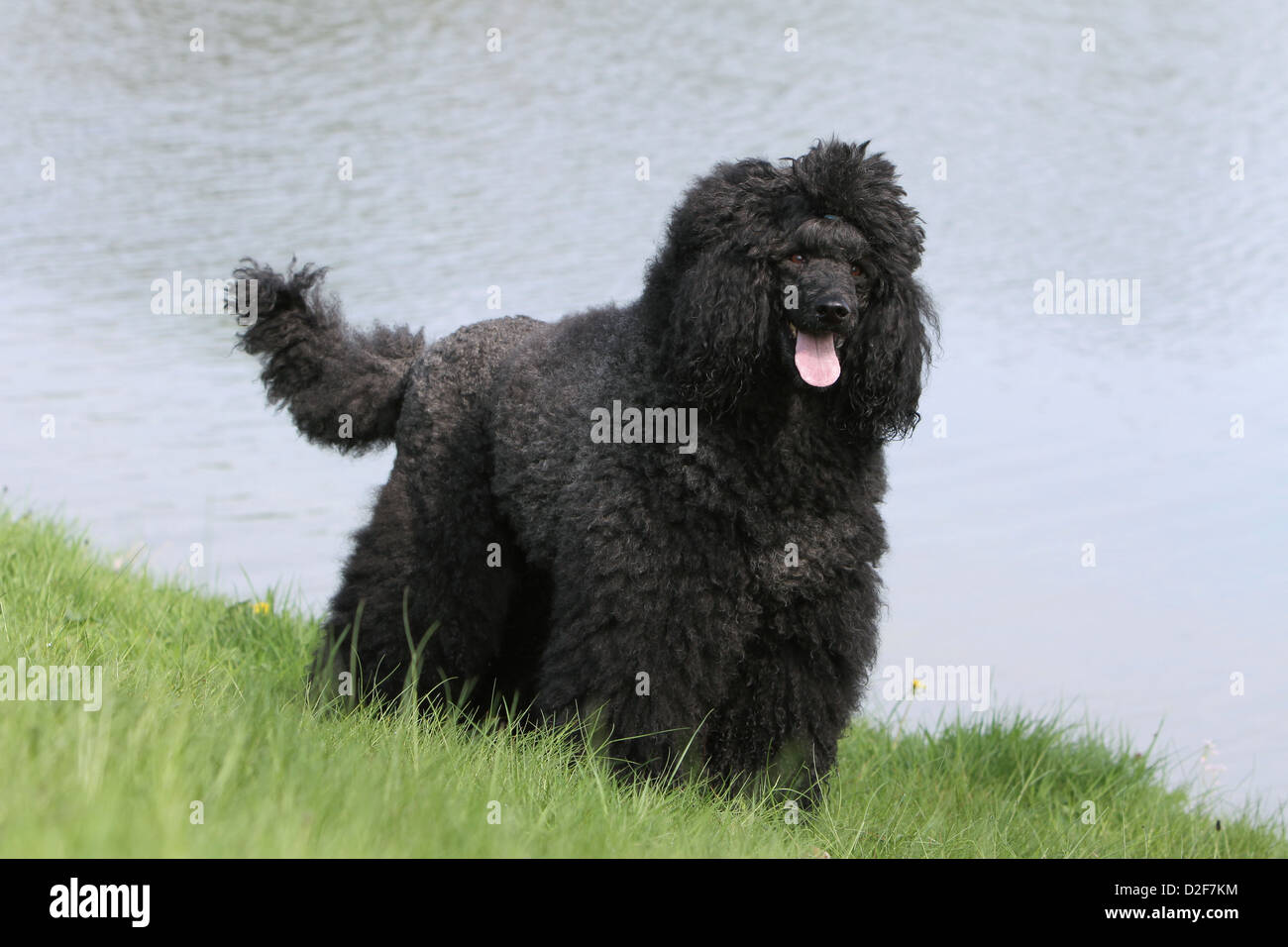 Black giant poodle hi-res stock photography and images - Alamy