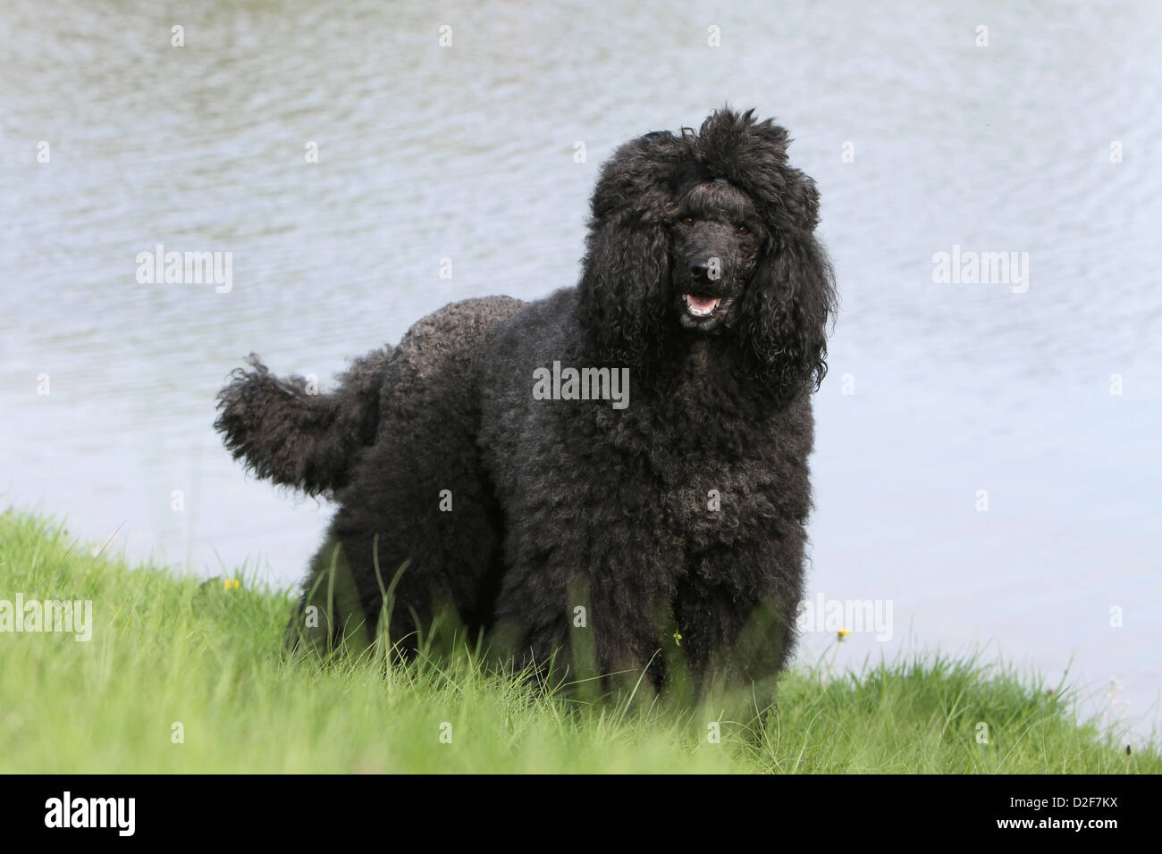 Caniche grande black hi-res stock photography and images - Alamy